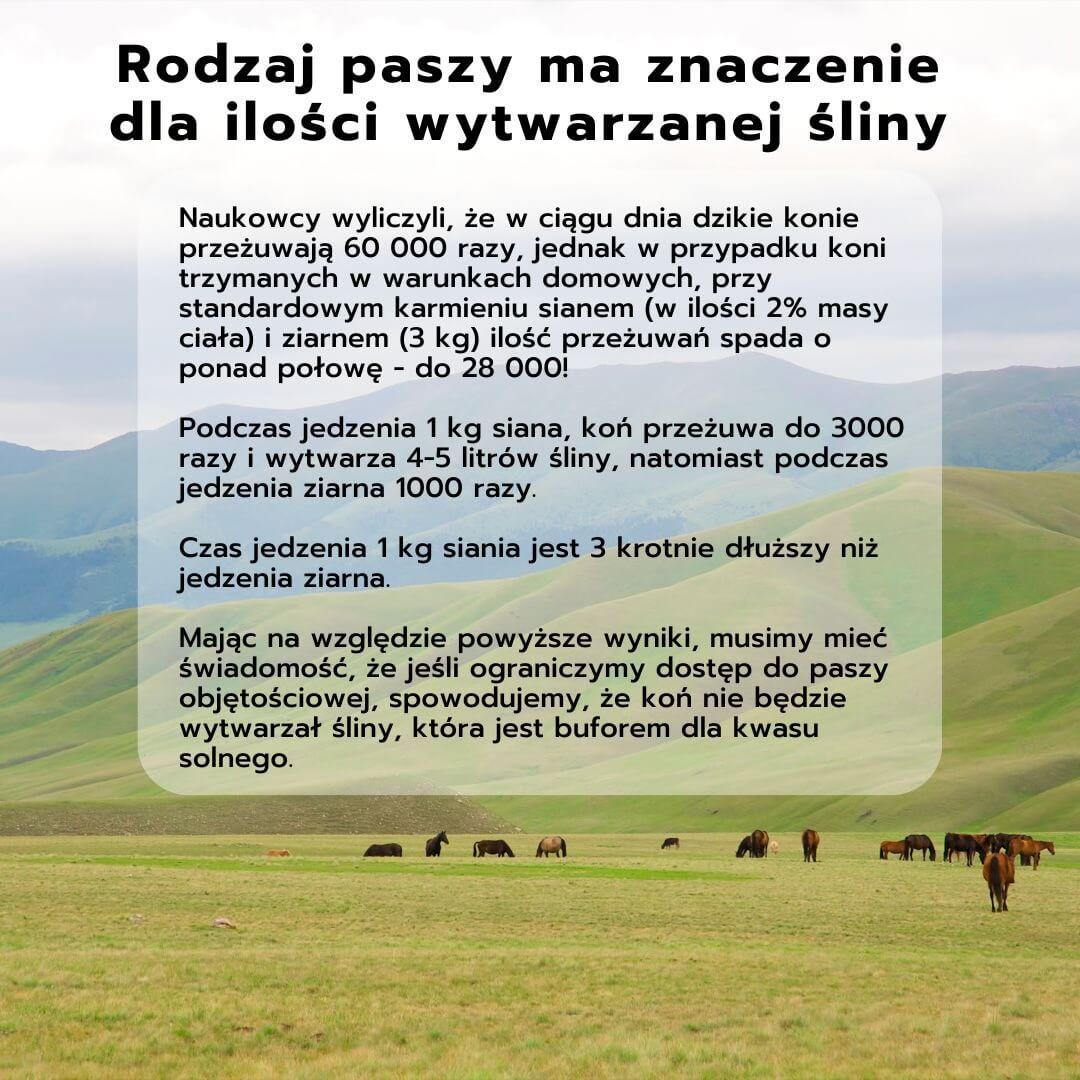 Ślina - super tajna broń konia | Equizen.pl